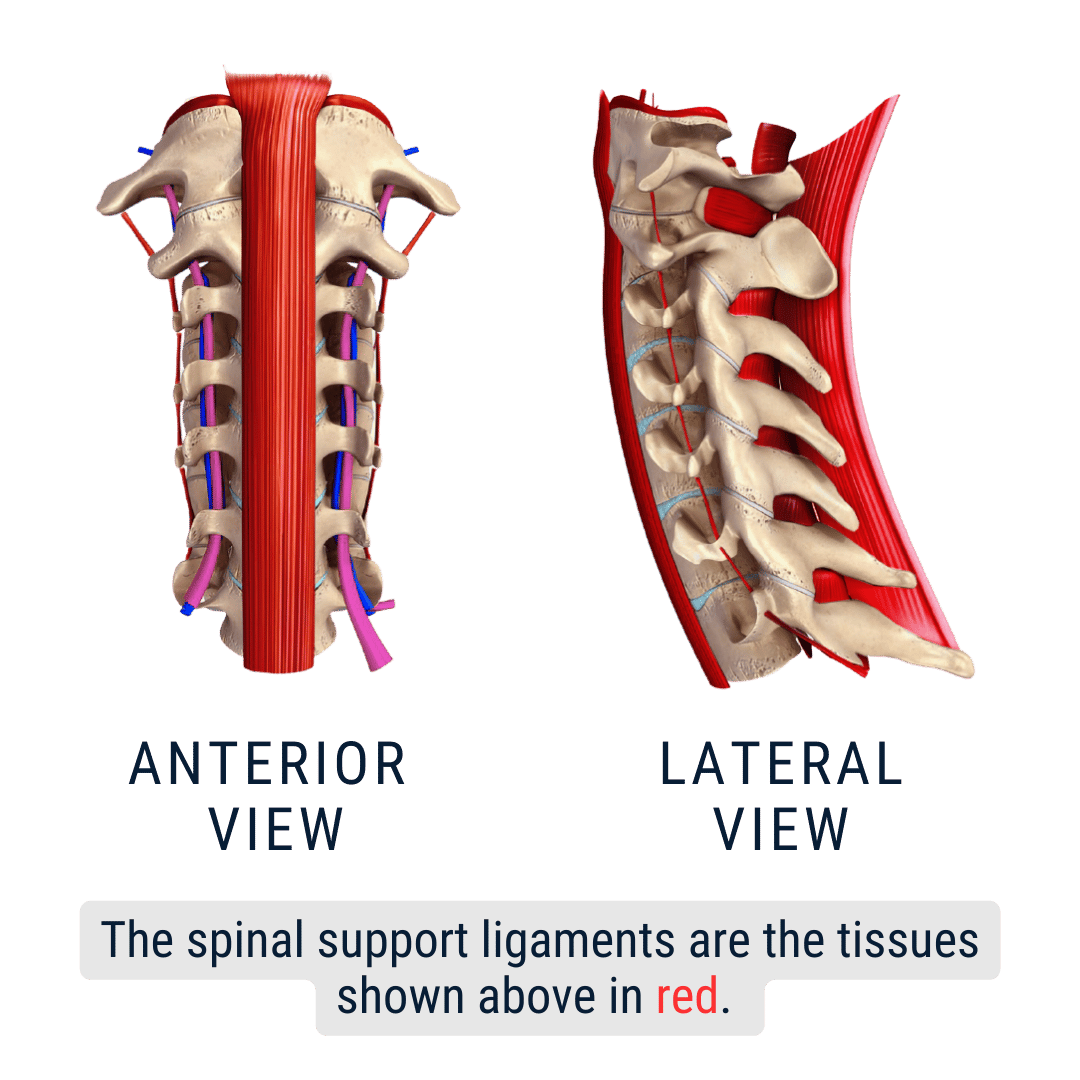 Spinal Support Ligament Injury 101 | Spinal Ligament Damage